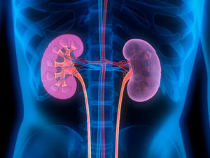 L'insuffisance rénale : causes, diagnostic et traitement